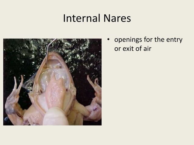 frog dissection 2014.pptx