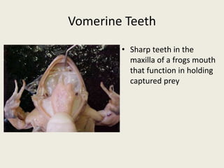 frog dissection 2014.pptx