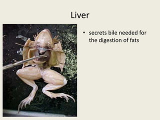 frog dissection 2014.pptx