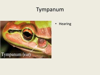 Tympanic Membrane Frog