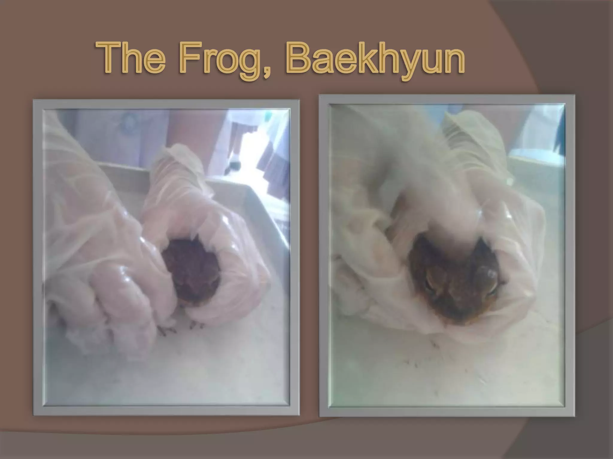 Frog dissection | PPT