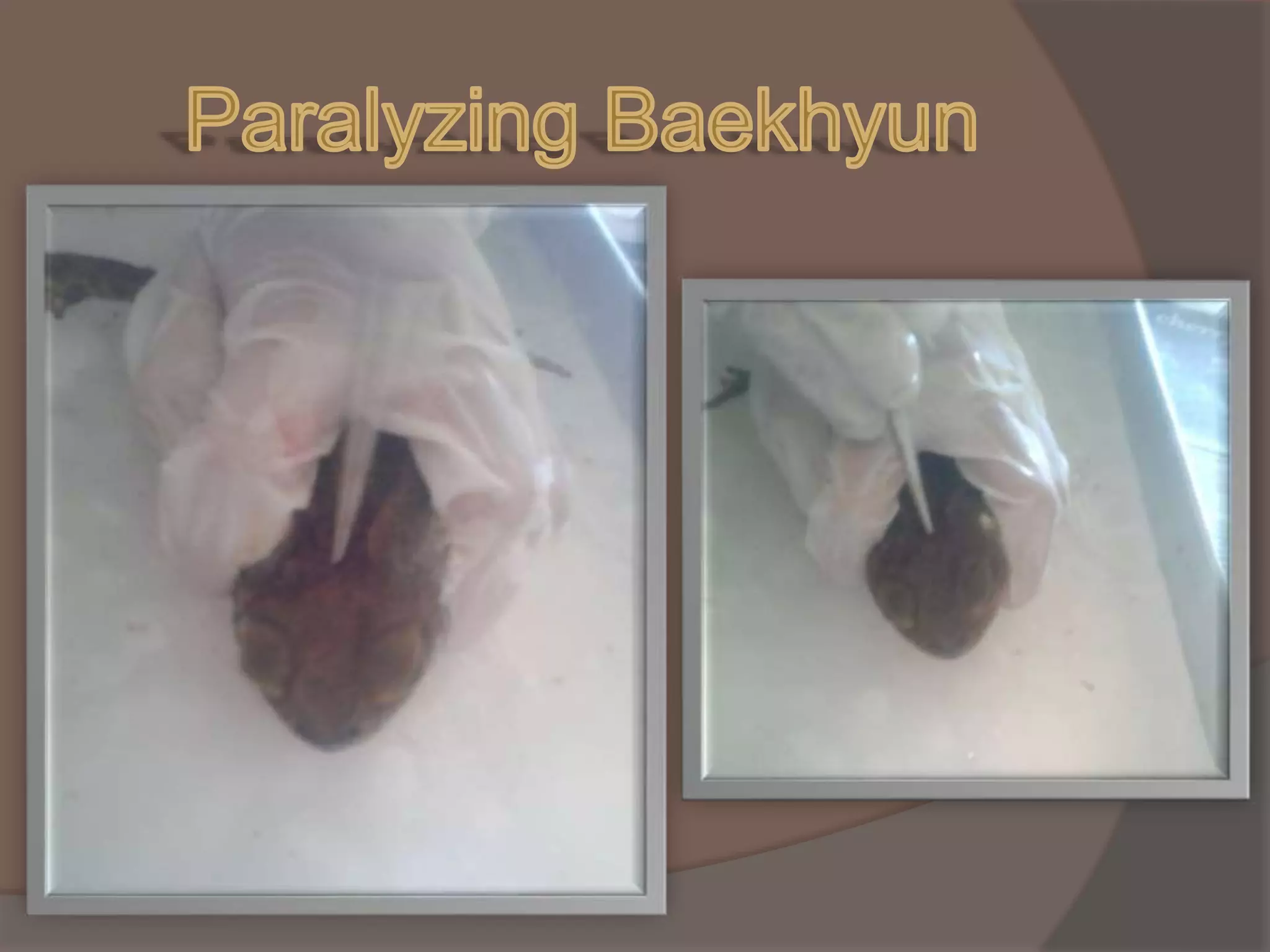 Frog dissection | PPT