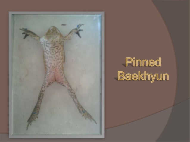 Frog dissection | PPT