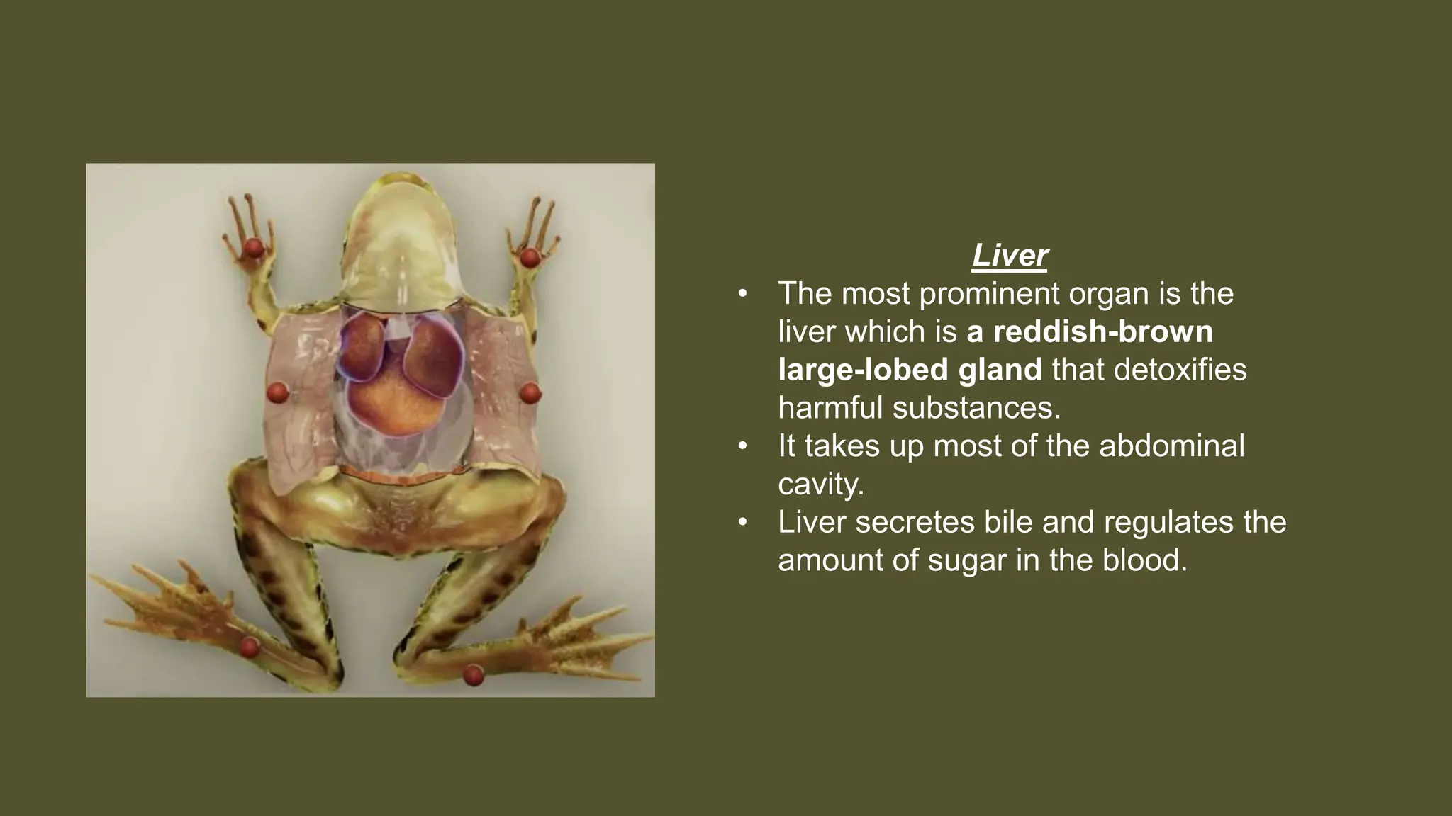 Frog Dissection Guide for General Biology | PPTX