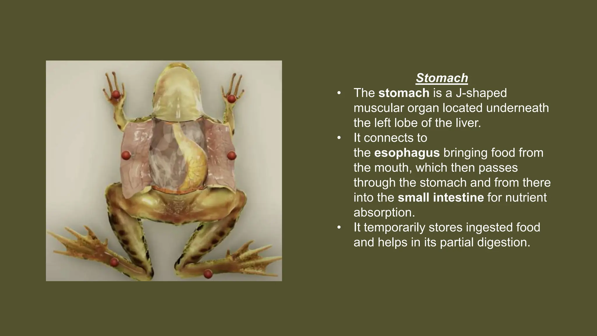 Frog Dissection Guide for General Biology | PPTX