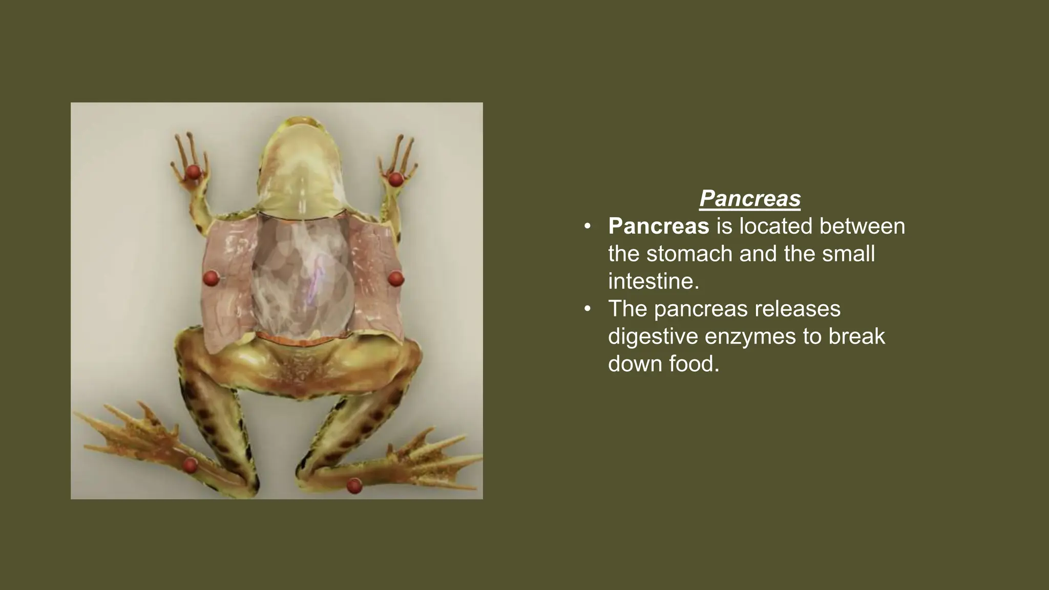 Frog Dissection Guide for General Biology | PPTX
