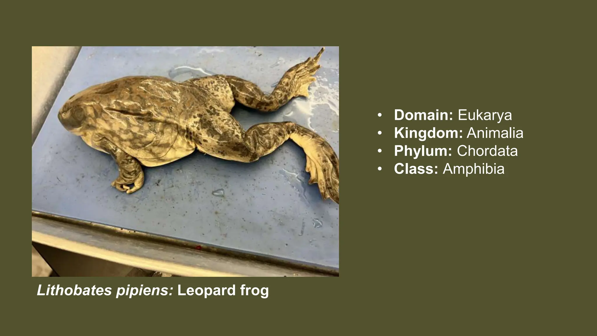 Frog Dissection Guide for General Biology | PPTX