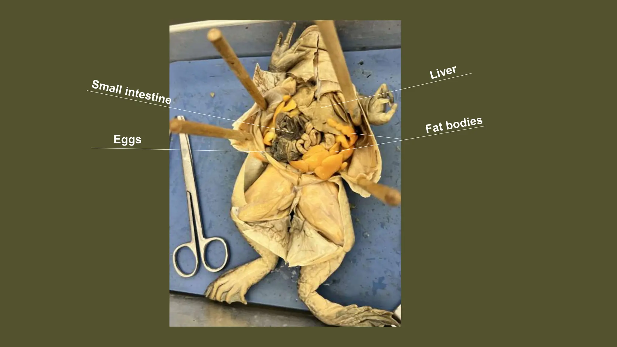 Frog Dissection Guide for General Biology | PPTX