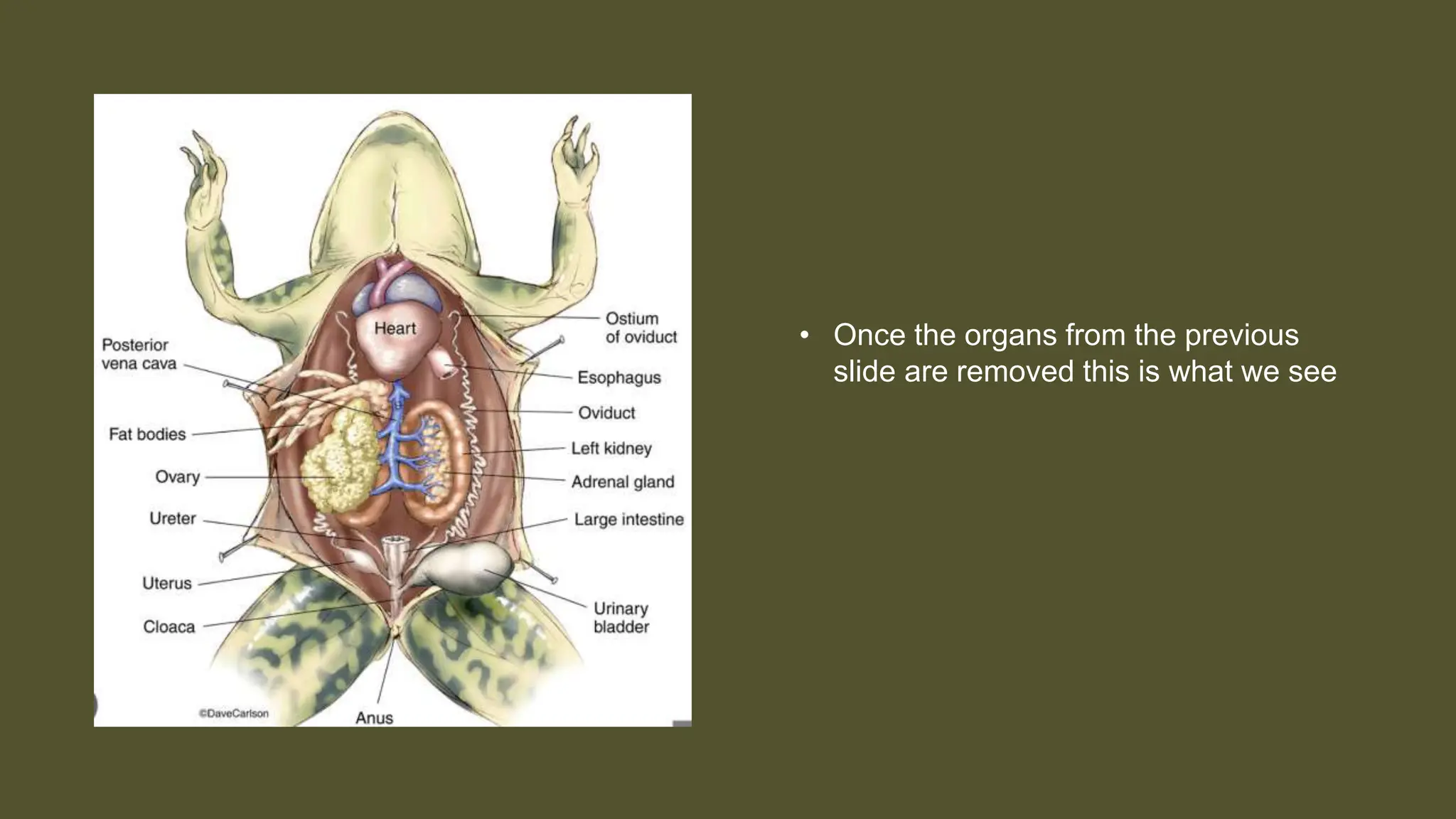 Frog Dissection Guide for General Biology | PPTX