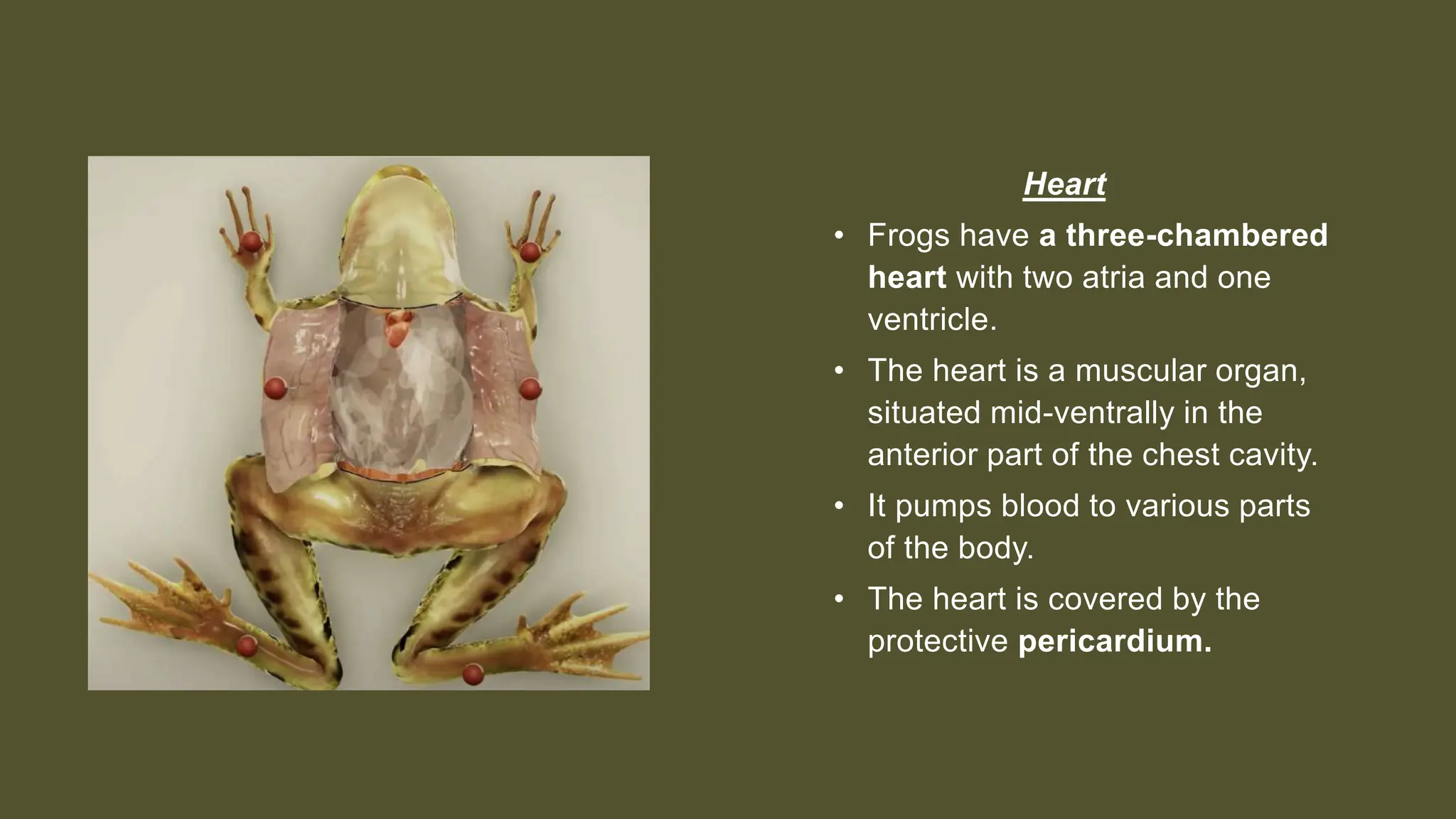 Frog Dissection Guide for General Biology | PPTX