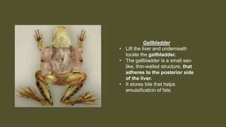 Frog Dissection Guide for General Biology | PPTX