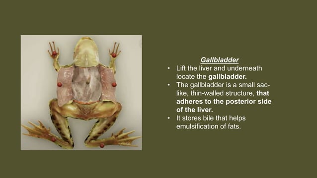 Frog Dissection Guide for General Biology | PPTX
