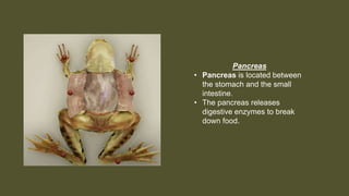 Frog Dissection Guide for General Biology | PPTX