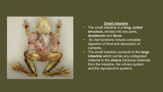 Frog Dissection Guide for General Biology | PPTX