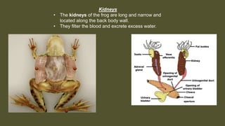 Frog Dissection Guide for General Biology | PPTX