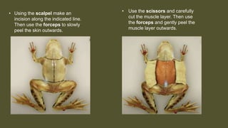 Frog Dissection Guide for General Biology | PPTX