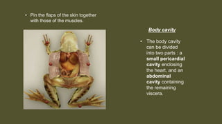 Frog Dissection Guide for General Biology | PPTX