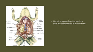 Frog Dissection Guide for General Biology | PPTX