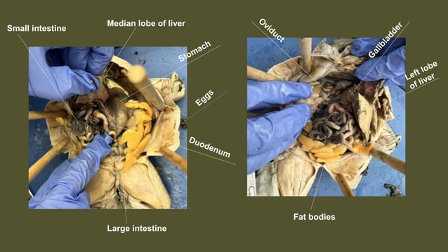 Frog Dissection Guide for General Biology | PPTX