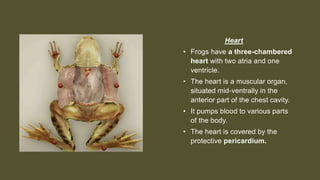 Frog Dissection Guide for General Biology | PPTX