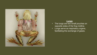 Frog Dissection Guide for General Biology | PPTX