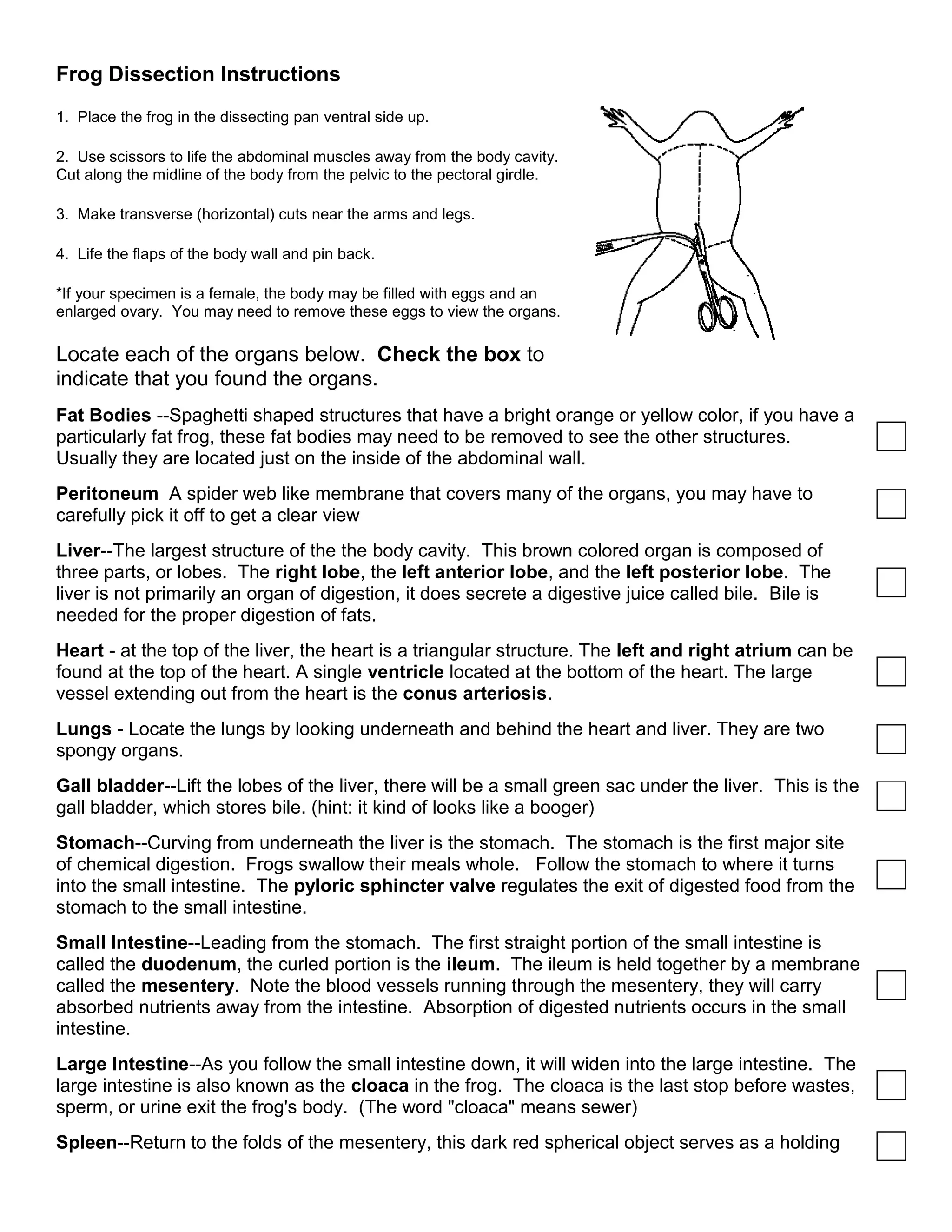 Frog dissection handout | DOCX