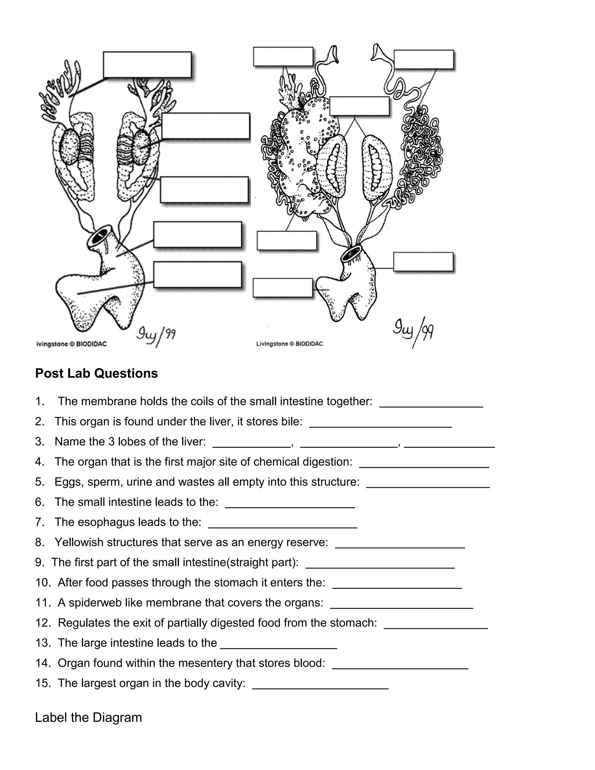 Frog dissection handout | DOCX