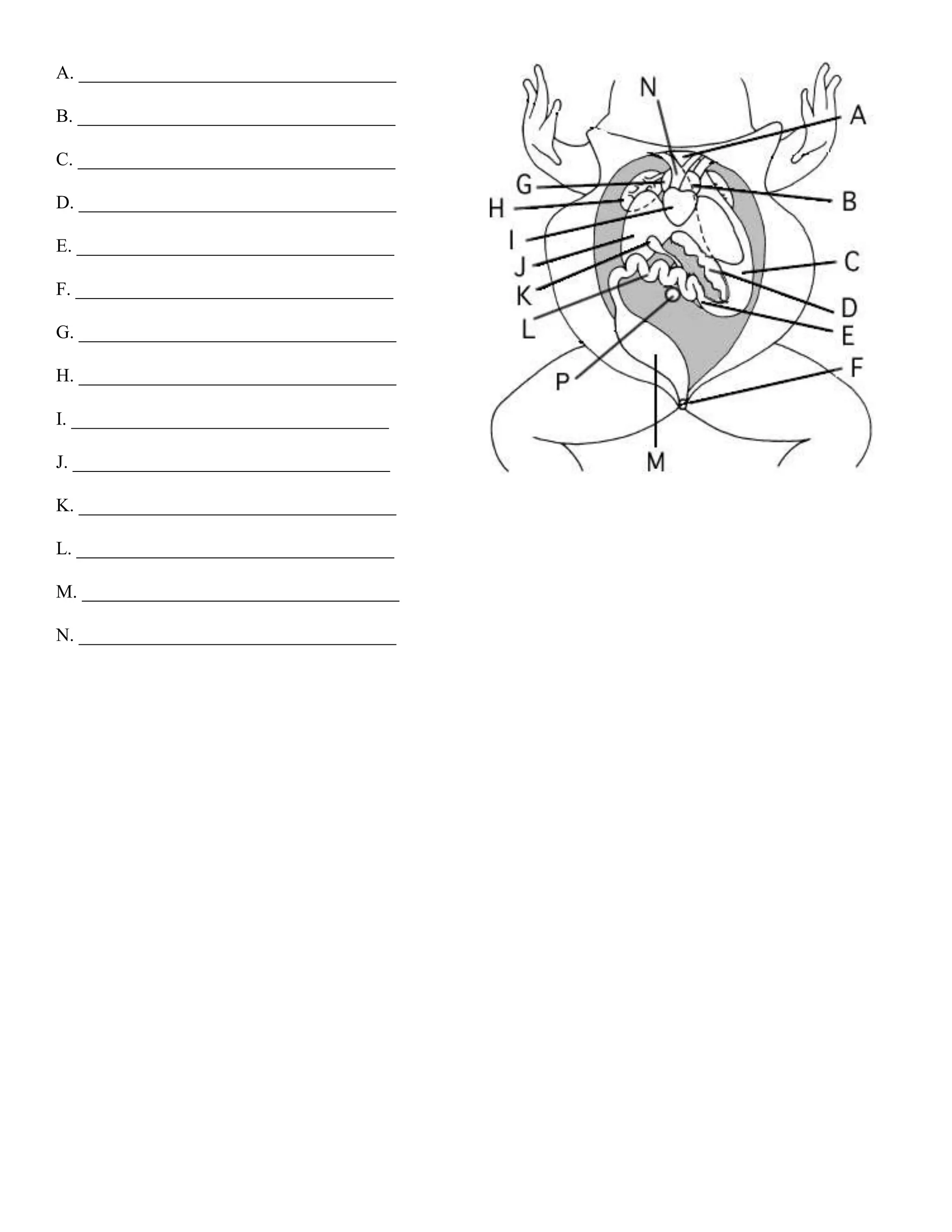 Frog dissection handout | DOCX