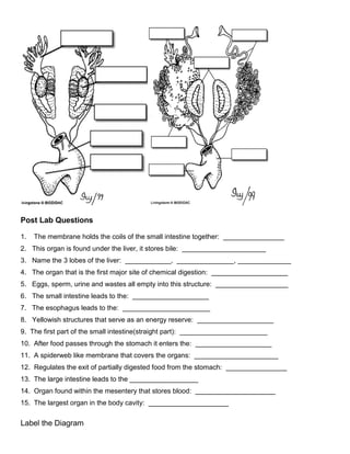 Frog dissection handout | DOCX