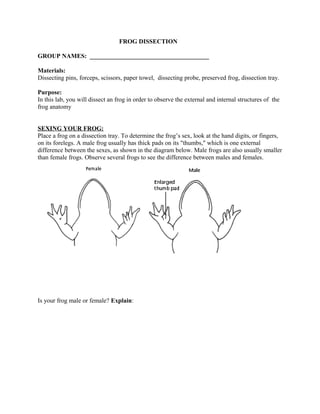 Frog Anatomy A Paper Dissection Answers