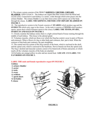 Frog dissection lab answer key | DOC