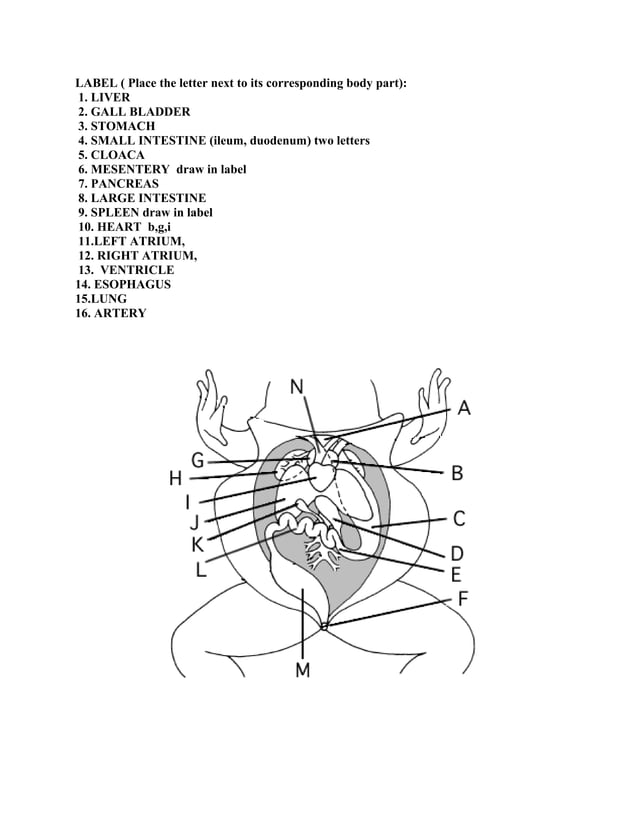 Frog dissection lab answer key