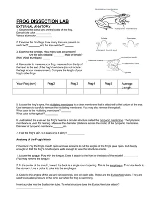 Frog Dissection Worksheet