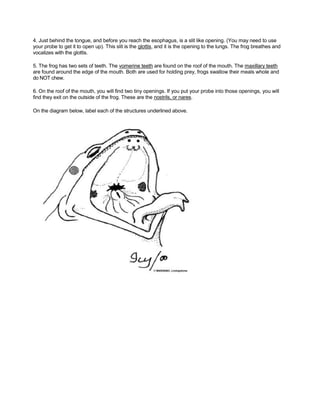 Frog Mouth Dissection Lab