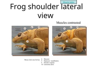 Frog's anatomy of muscular system: A guide for dissection | PPT