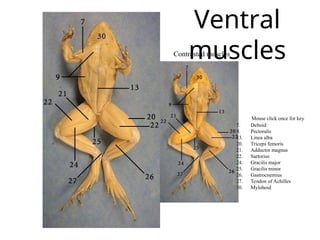 Frog's anatomy of muscular system: A guide for dissection | PPT