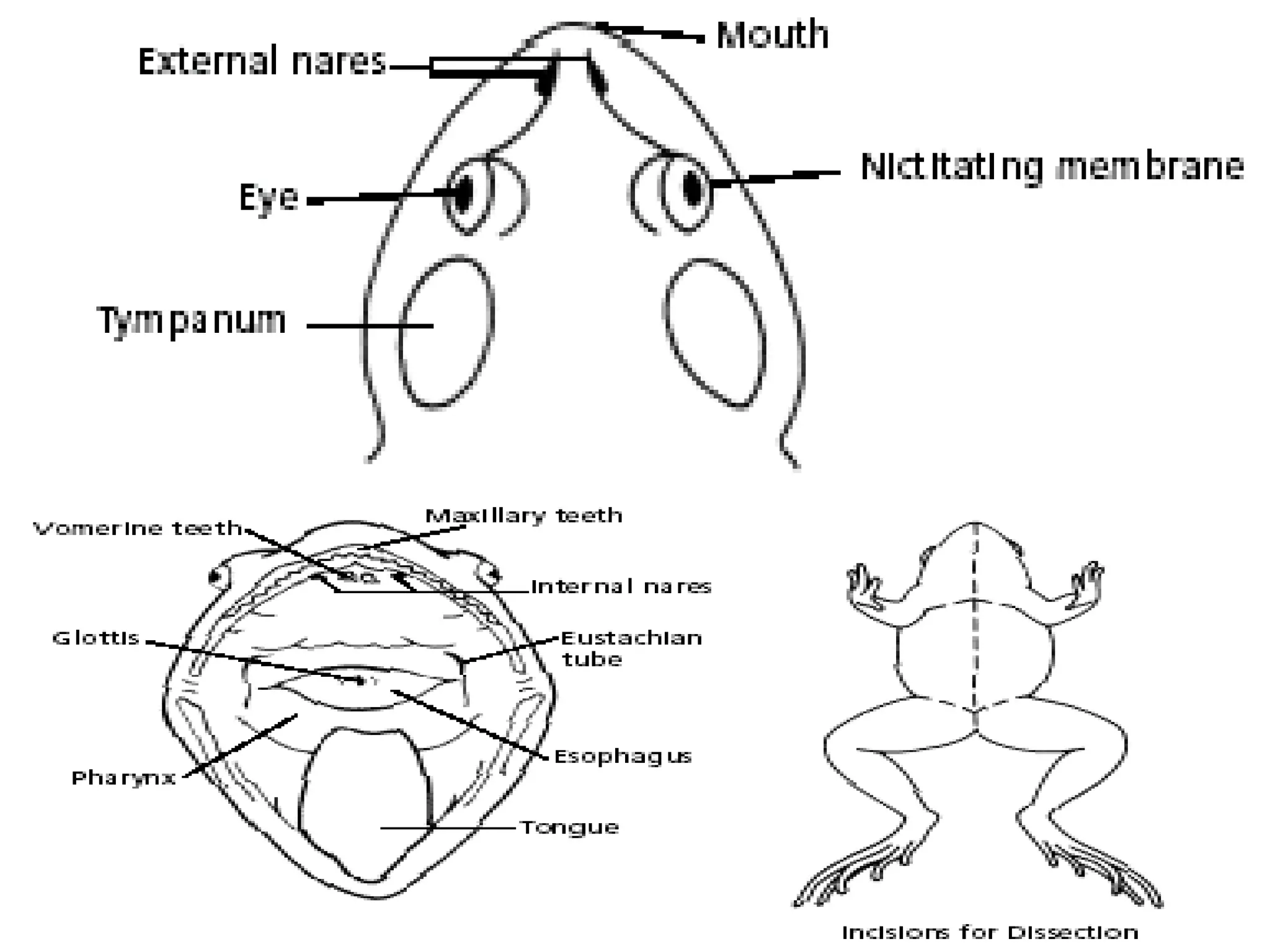 Frog dissection pictures and diagrams | PPTX