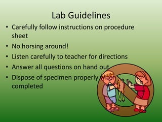 Frog dissection powerpoint | PPTX