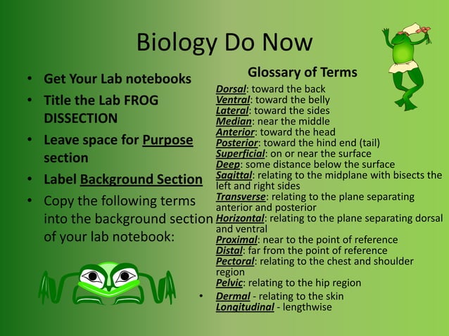 Frog dissection powerpoint | PPTX | Reptiles | Pets