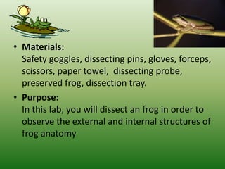 Frog dissection powerpoint | PPTX