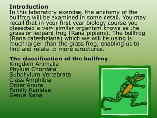 Frog dissection powerpoint | PPTX