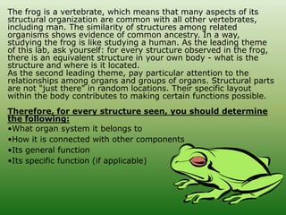 Frog dissection powerpoint | PPTX