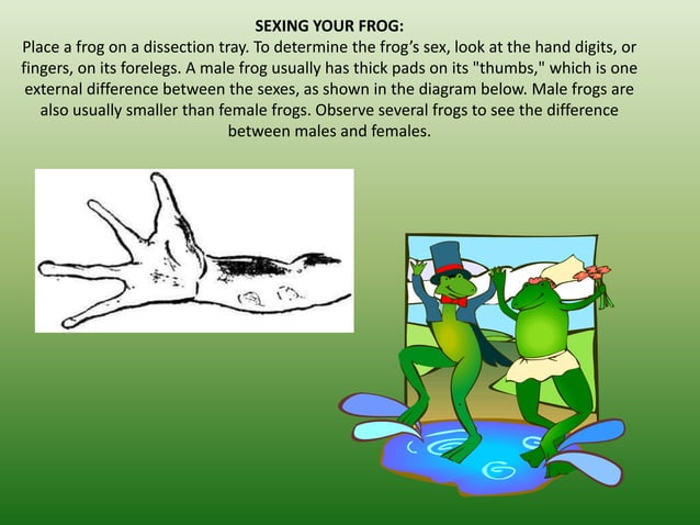 Frog dissection powerpoint | PPTX | Reptiles | Pets