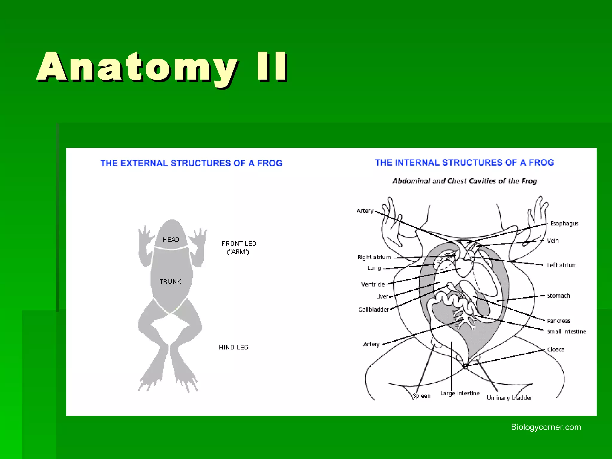 Frog Dissection Ppt | PPT