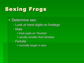 Frog Dissection Ppt | PPT