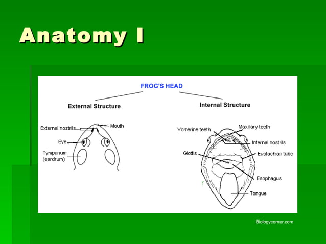 Frog Dissection Ppt | PPT