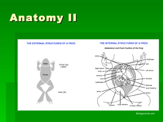 Frog Dissection Ppt | PPT