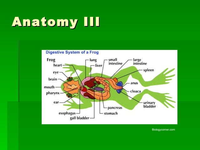 Frog Dissection Ppt | PPT
