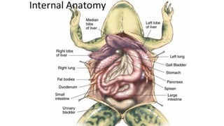 Frog Dissection Presentation and guidelines in frog dissection | PPT