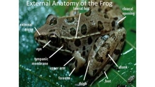 Frog Dissection Presentation and guidelines in frog dissection | PPT